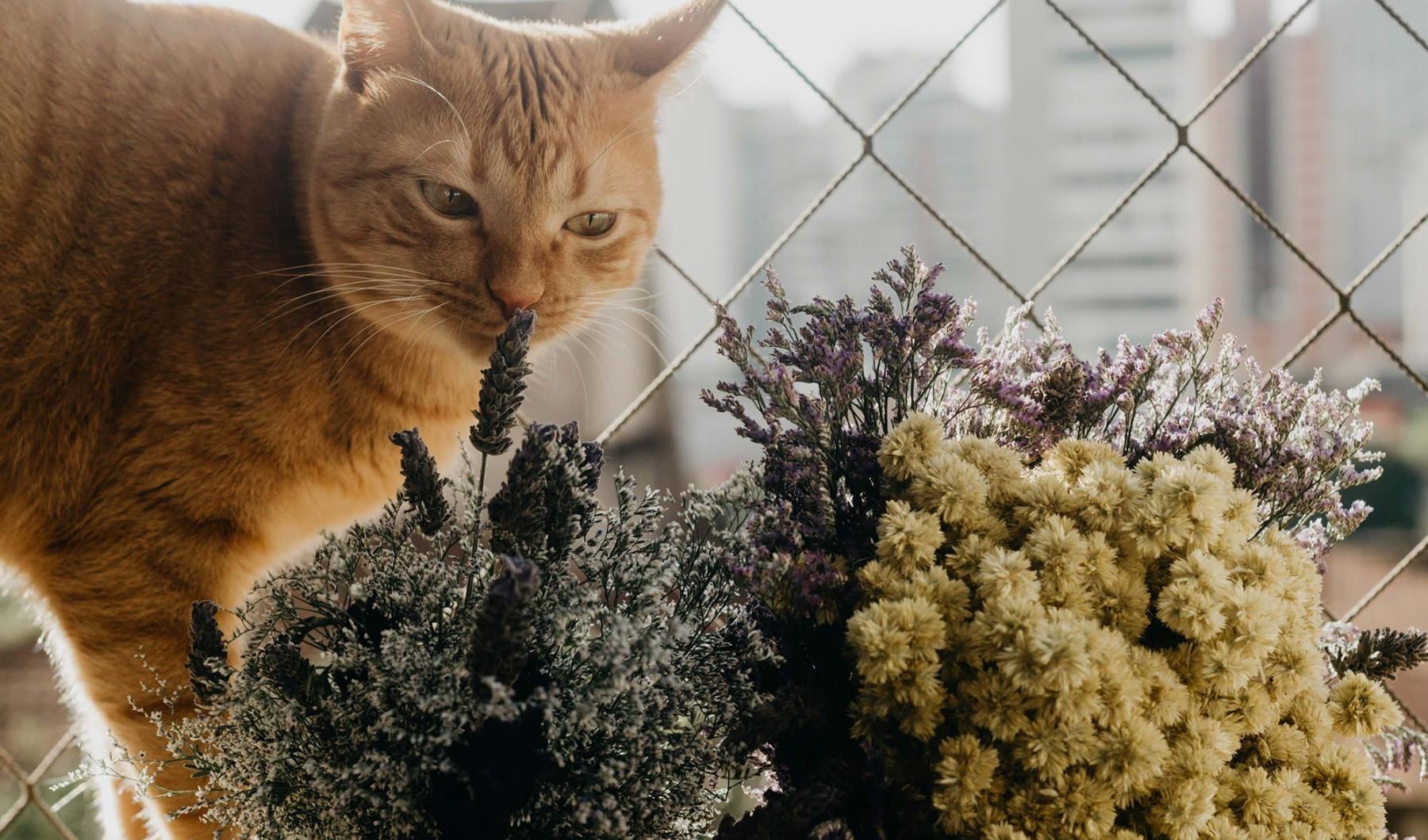 Luxury Homes for Rent in Texas City | Cadia Lago Mar Living